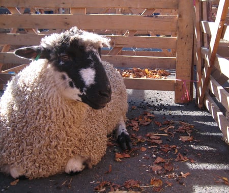british sheep breeds - crossbreeds